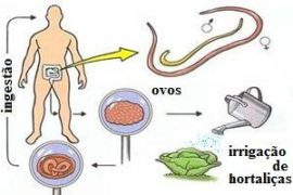 Ascaridíase – ObservaPed