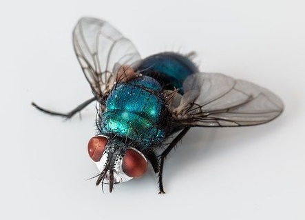 Miíase – ObservaPed