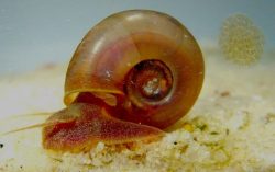 Esquistossomose: conheça o ciclo evolutivo e manifestações da doença ...