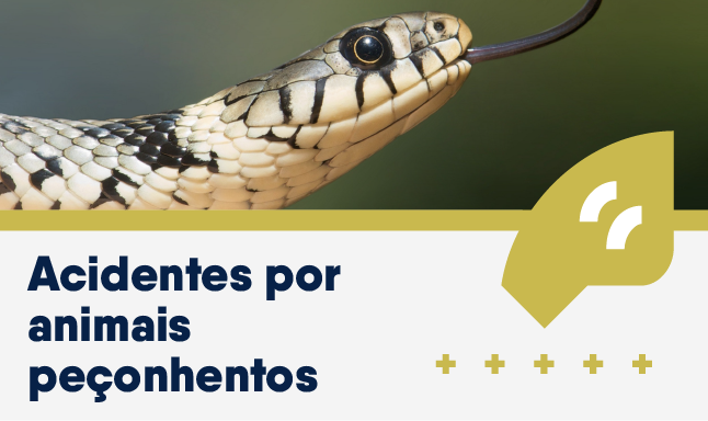 Especialista explica o que fazer em caso de acidentes com animais ...